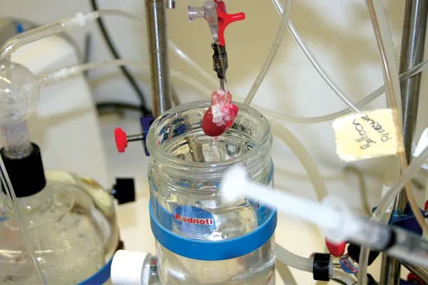 Langendorff perfusion + Isolated Working Heart Systems & Data Analysis ...