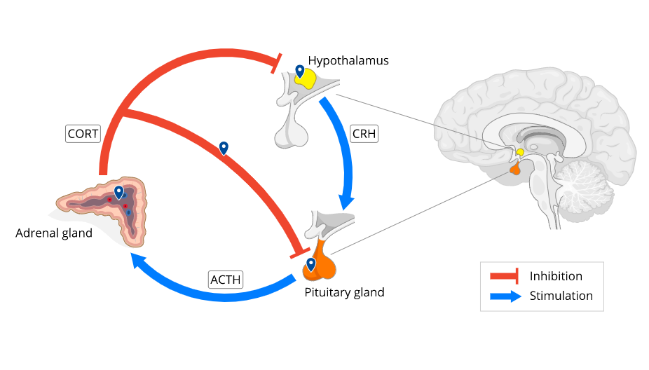 Endocrine Lab Online | Endocrine System Physiology Lab Activity | Lt