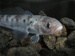 Fish physiology and climate change | ADInstruments